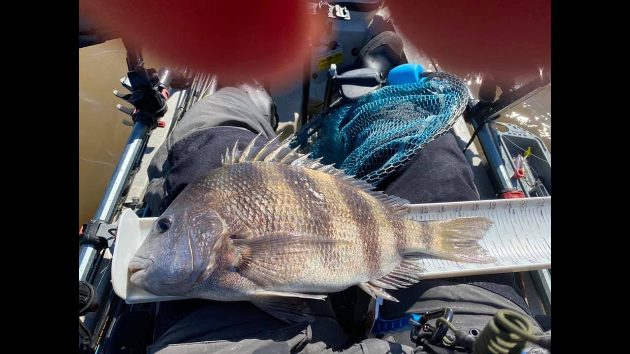 SHEEPSHEAD-PGoula River Sheephead 2020 - YouTube