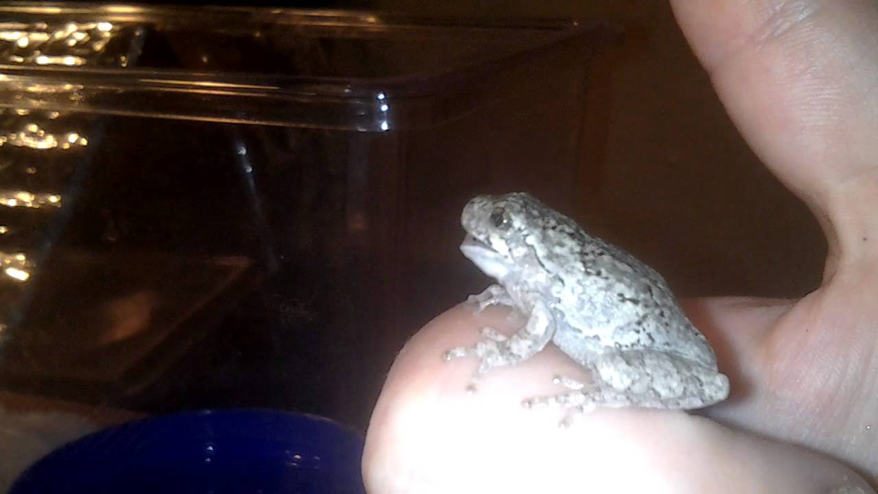 Young Gray Tree Frog eating fly from my fingers - YouTube