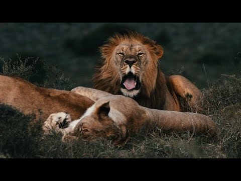 Cod libaax ( lion sound) Somali wildlife - YouTube