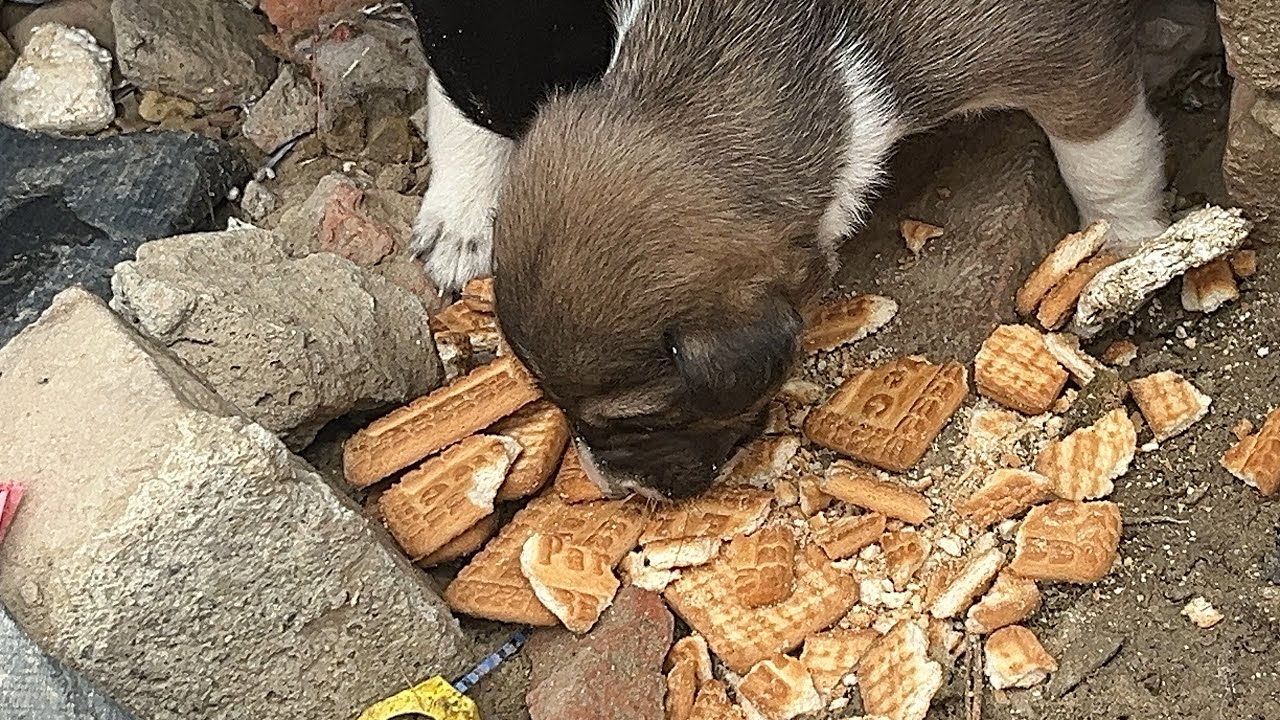 Street Dog Puppy Rescue Journey: Streets to a Loving Home 🐾 ...