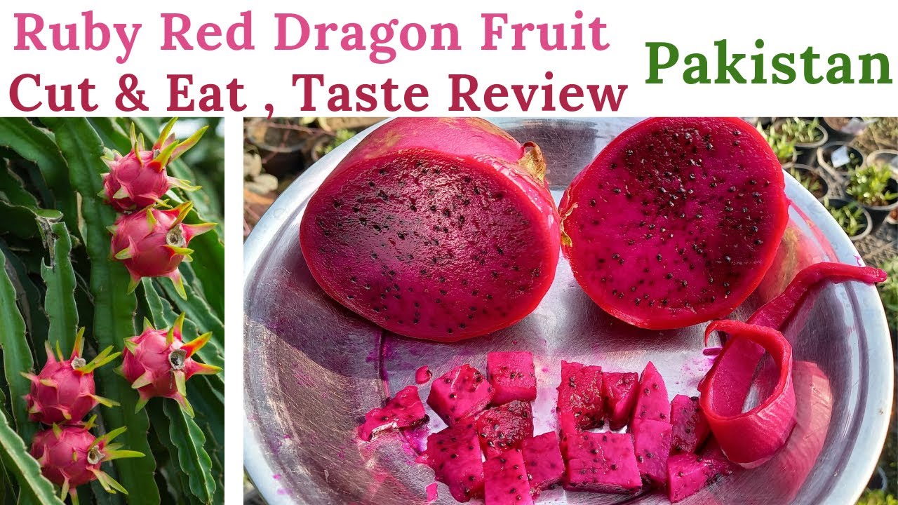 Ruby Red Dragon Fruit Taste Review | Pakistan| Cut & Eat |V.Sweet ...