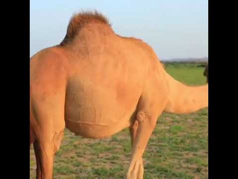 Quruxdiisa geel dhalay - YouTube