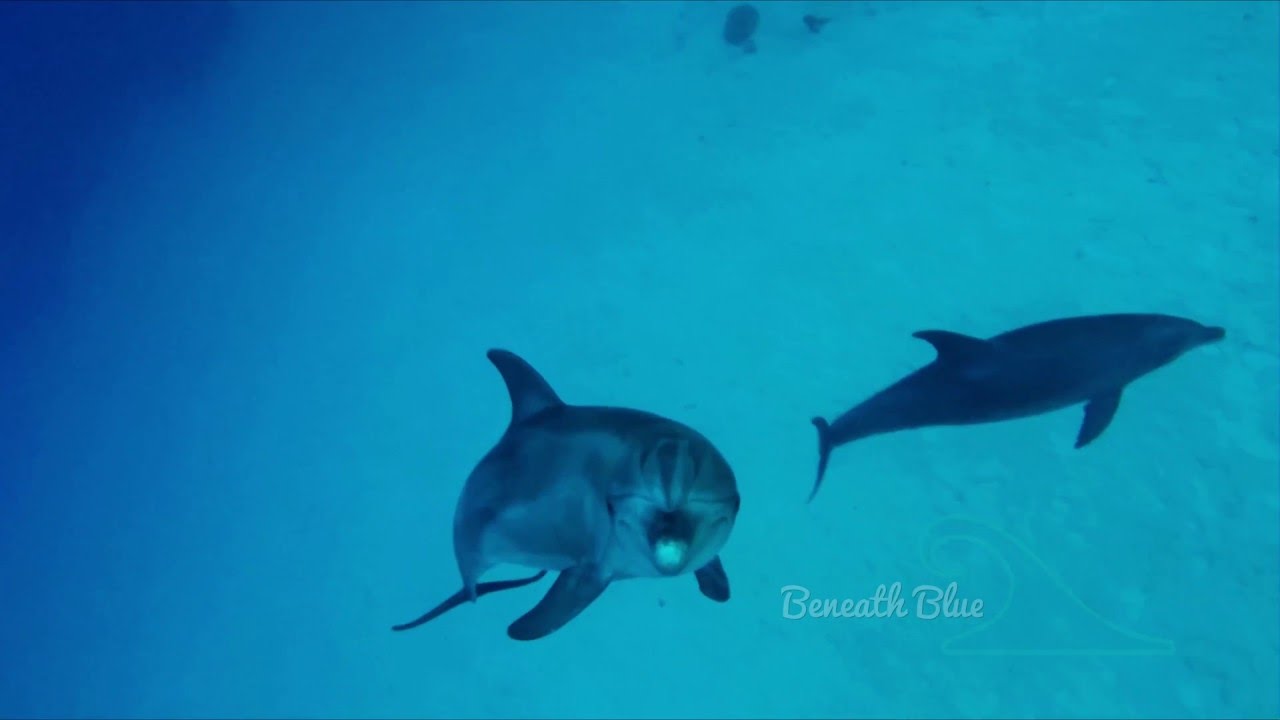 "Swimming with dolphins" relaxing underwater video 4K Ultra HD UHD ...