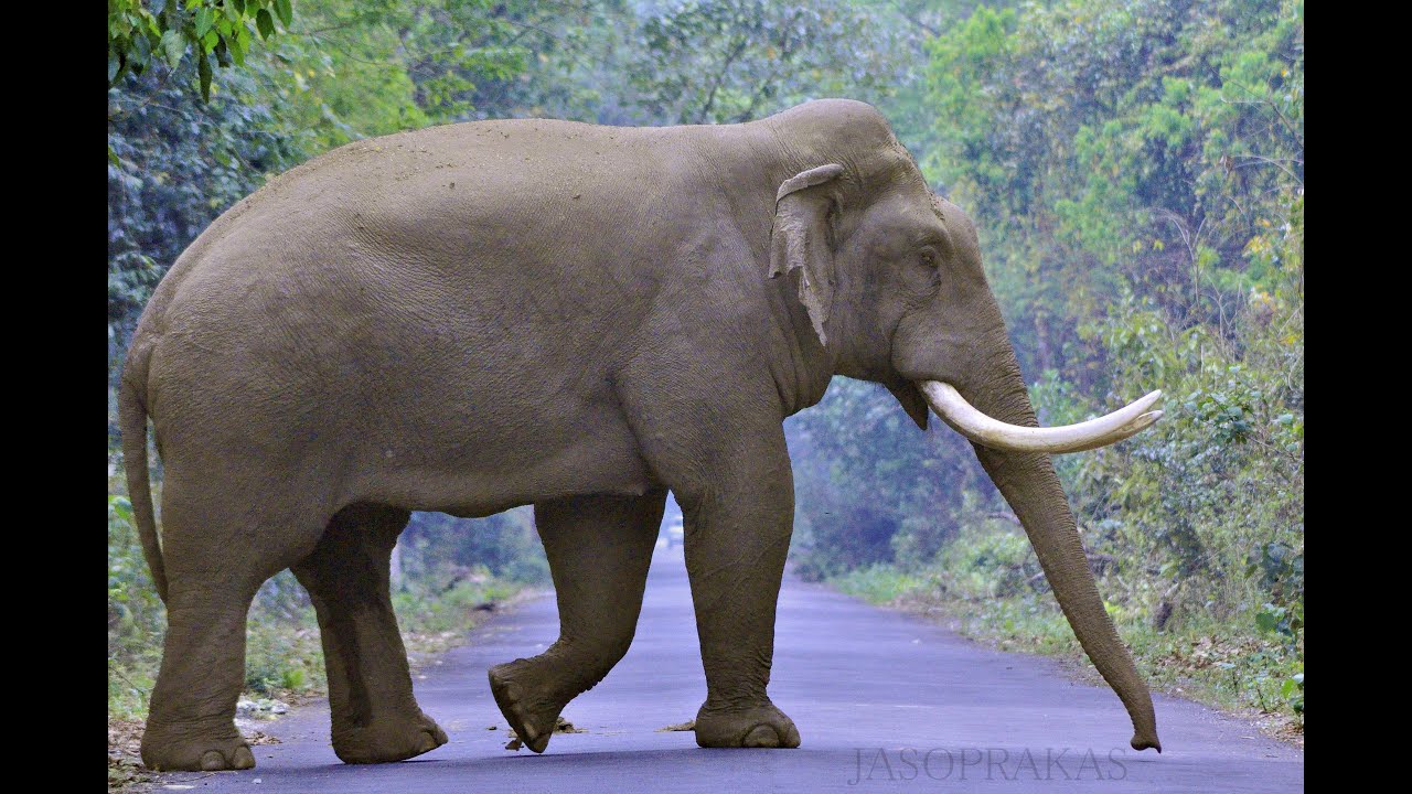 Two Great Tusker Elephans of Dooars Forest. - YouTube