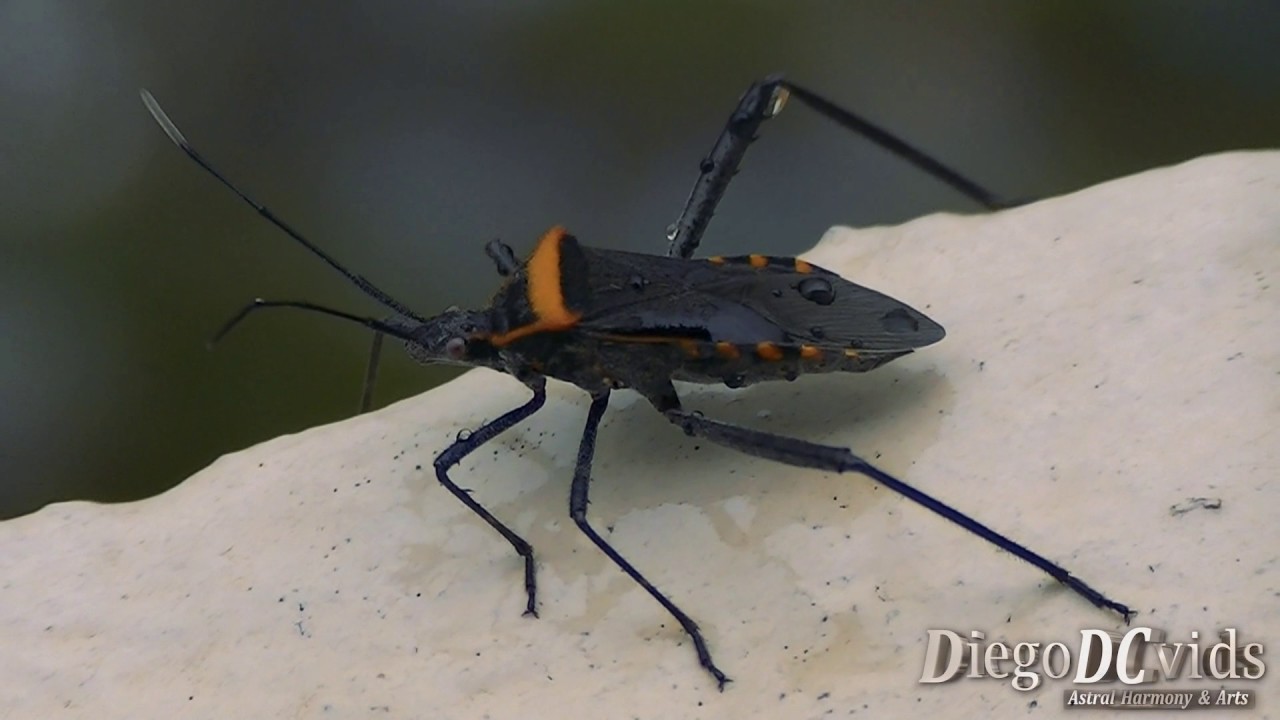 Phthia picta - Percevejo do tomate - Bug (Coreinae - Anisoscelini ...