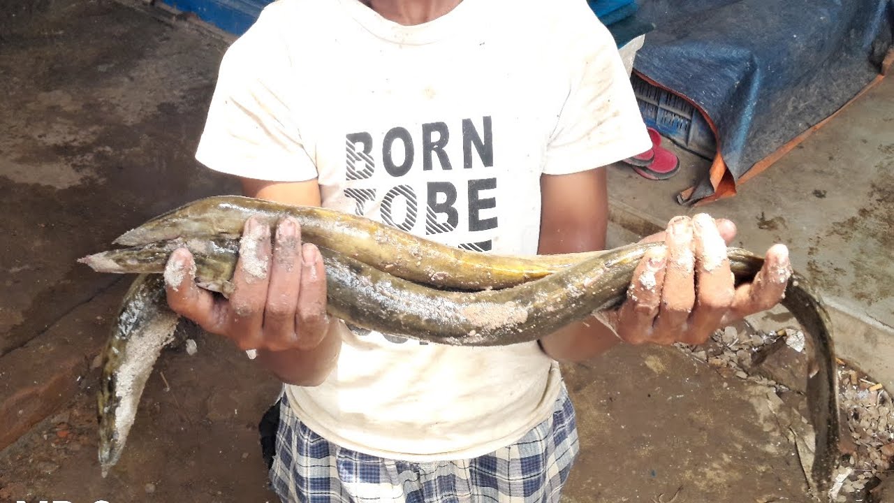 Giant bam fish cutting ️ bam fish so fast cutting live video👍 - YouTube