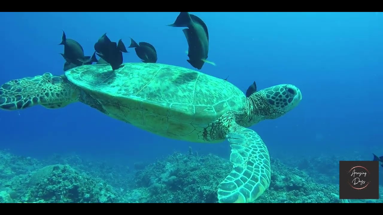 Deep Sea Dreaming - Stunning Deep blue sea footage with Relaxation ...