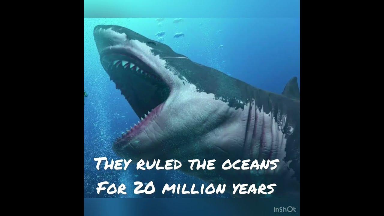 Amazing Facts about megladon - YouTube