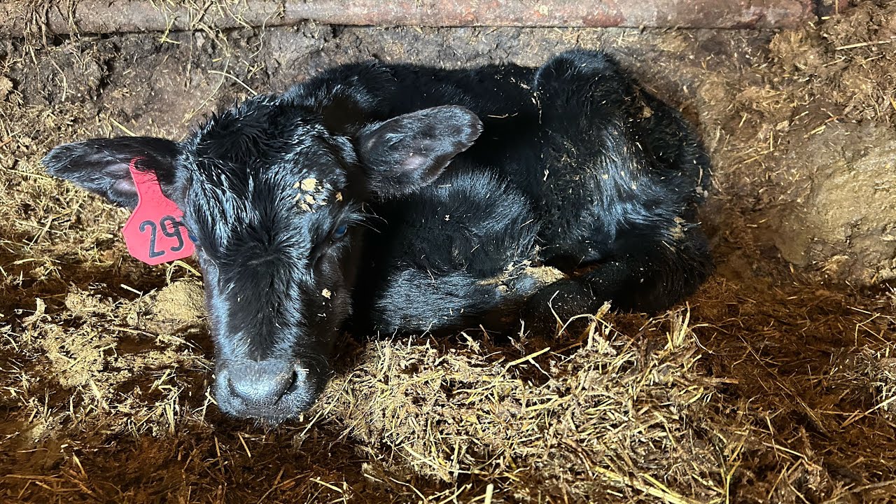 First Calf On The Farm! - YouTube