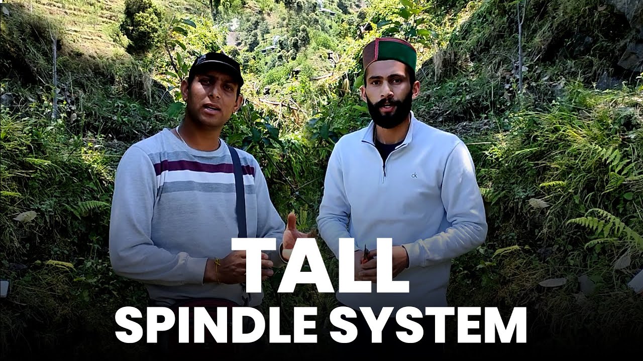 Tall Spindle System In Apple Trees || The Apple Talks - YouTube