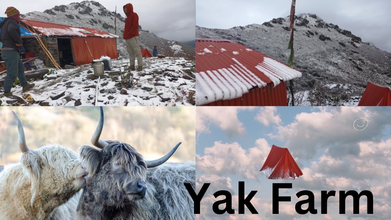 The yak farm ||Nepal ||Lamjung || Narwa || - YouTube