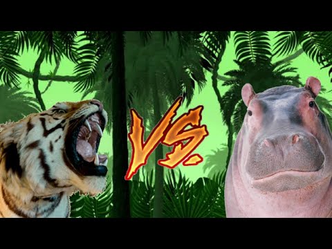 tiger vs hippo - YouTube