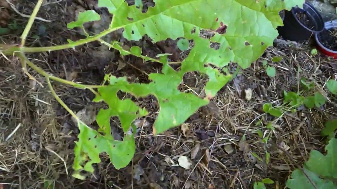 Irish slugs and a plant that learns how to produce a sug-resistant new ...