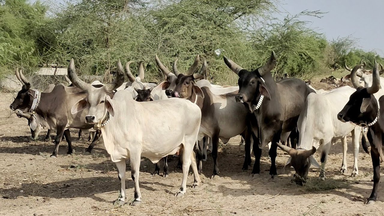Herd of Kankrej cows going to nearby pond for drinking water | Kankrej ...