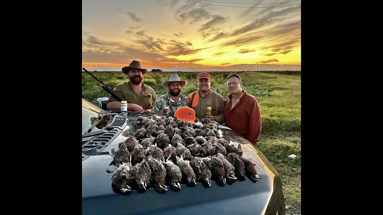 Wingshooting in Old Mexico - A Hidden Gem - YouTube