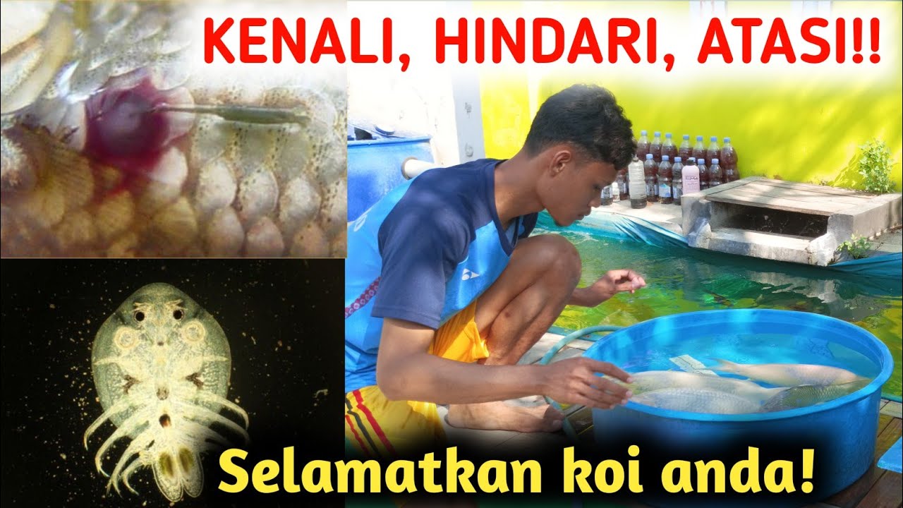 TERNYATA SEBAHAYA INI! mengenal penyakit argulus | kutu kura kura pada ...