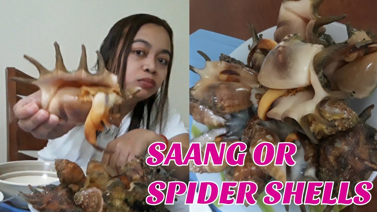 SAANG or SPIDER SHELLS||Seafood Mukbang||150.00 per Kilo - YouTube