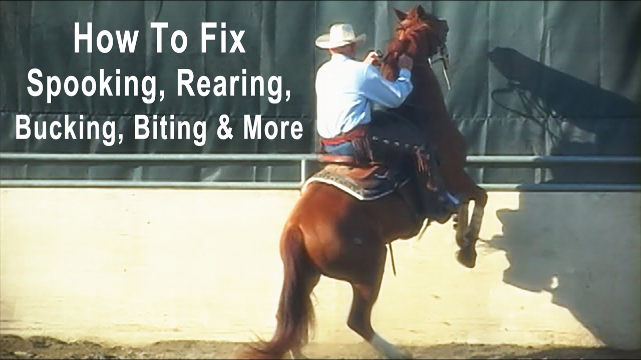 How To Fix Horses That Spook, Rear, Bite, Buck, Kick & More! - YouTube