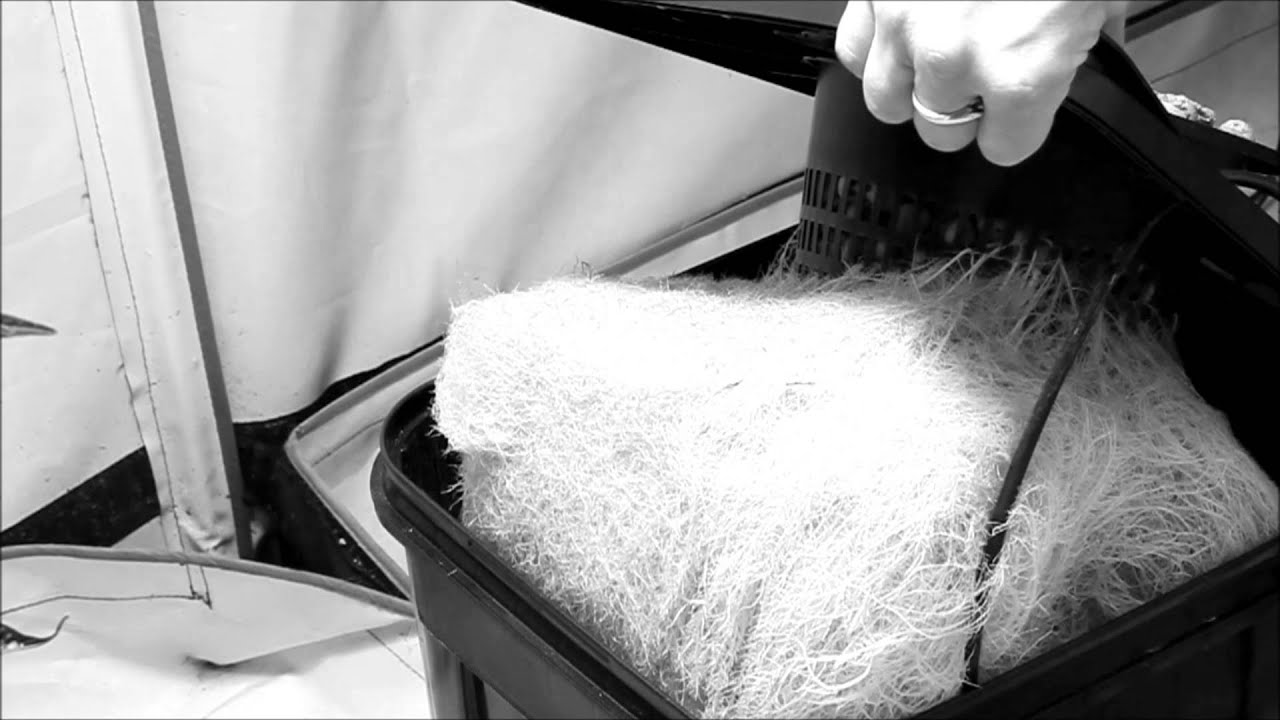 Under Current XXL Hydroponics -HUGE- Root System Harvest Time!!! - YouTube