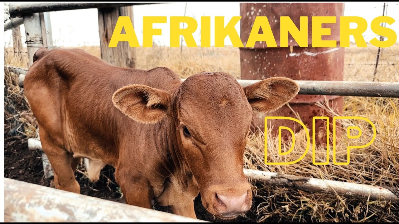 Afrikaner Beeste Dip - YouTube