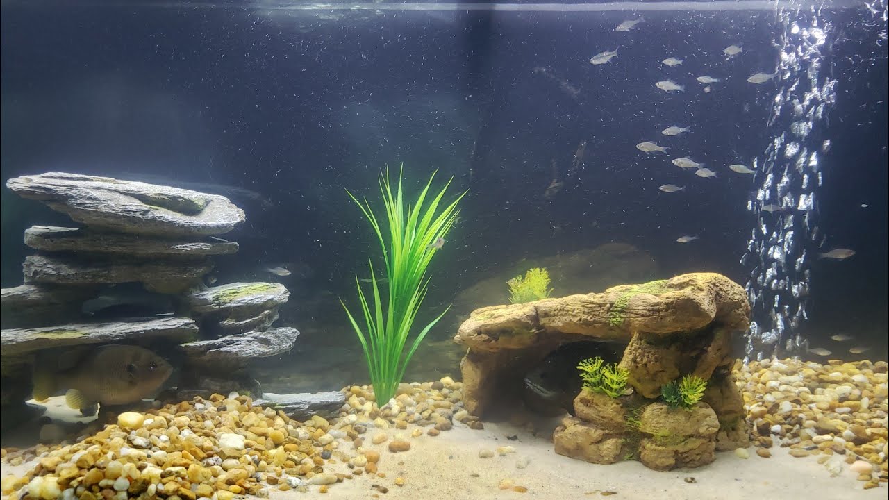 adding baby bluegill to my tank - YouTube