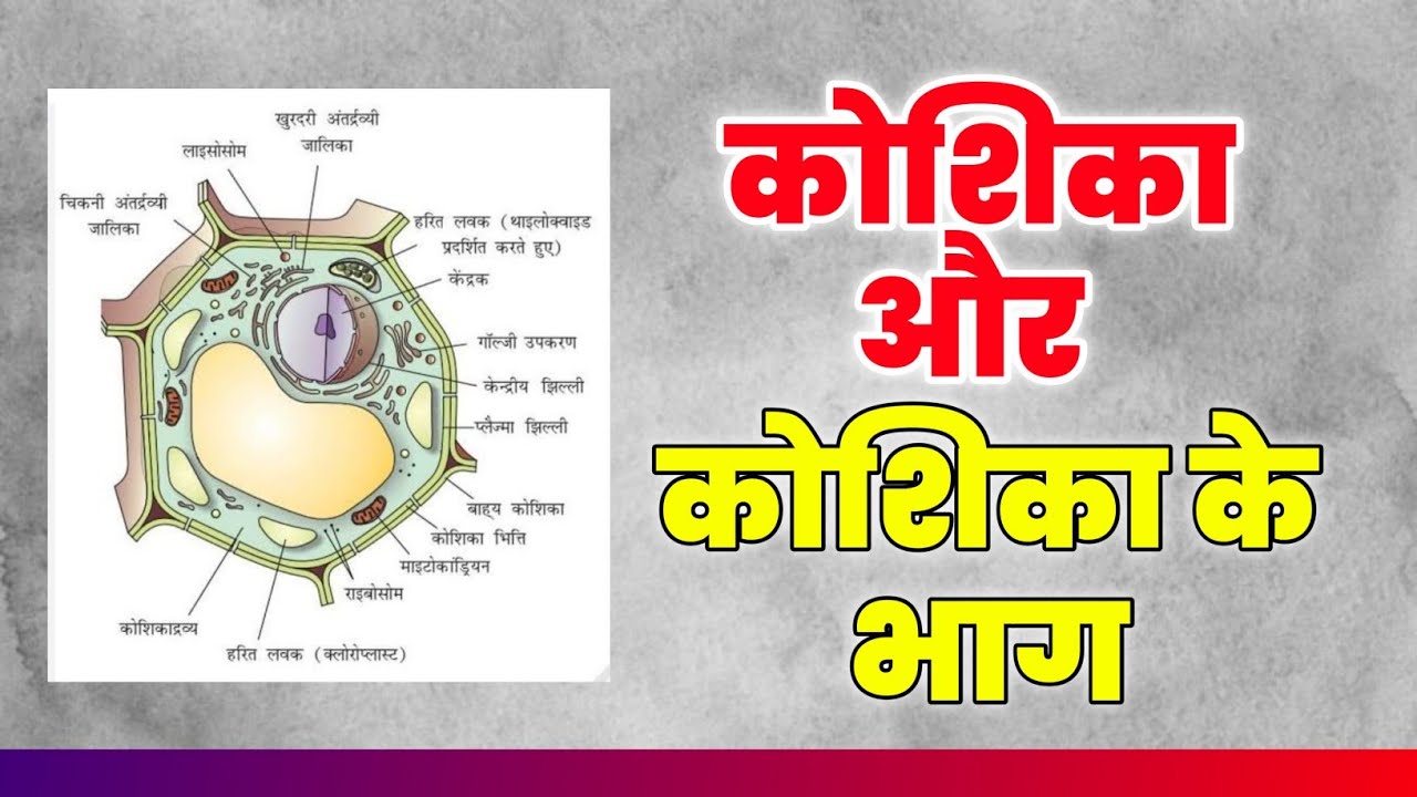 कोशिका और कोशिका के भाग |Koshika aur Koshika ka bhag| Biology Topic Wise for RRB ALP,TECHNICIAN ...