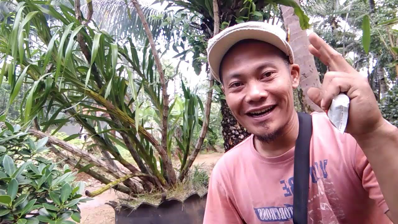 Cara Cepat Berbunga Anggrek macan/tebu (grammathophylum speciosum ...