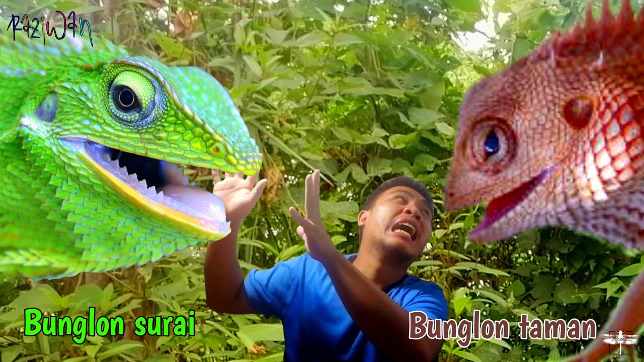bunglon/sesumpah yang ada di tempat saya, bunglon taman bunglon surai ...
