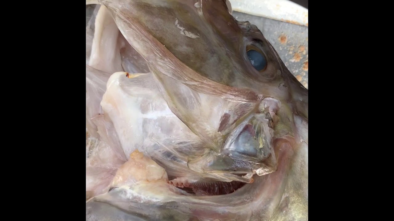 Kovač in zobatec - YouTube