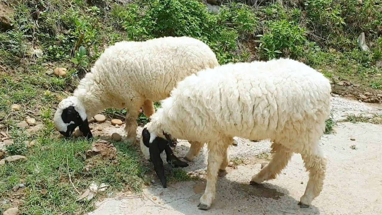 Village Life In Pakistan Beautiful White Sheep Sheep Qurbani village-life-in-pakistan-beautiful-white-sheep-sheep-qurbani