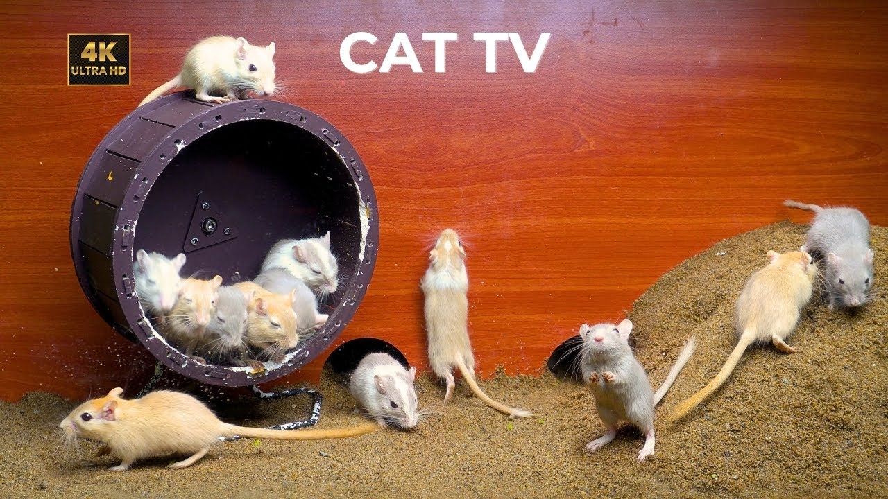 Cat TV 🐾 Mice Hide and Seek in holes, Digging borrows squeaking and playing | 8 Hours 4K 60 fps ...