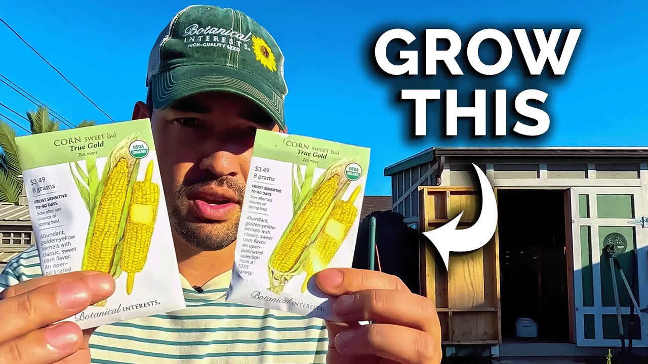 Planting Out My Corn Patch! 🌽 - YouTube