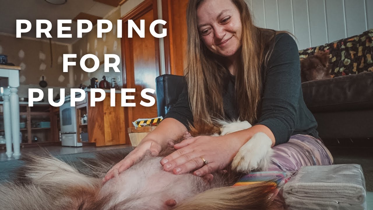Some Things You Should Know When Prepping For Puppies - YouTube