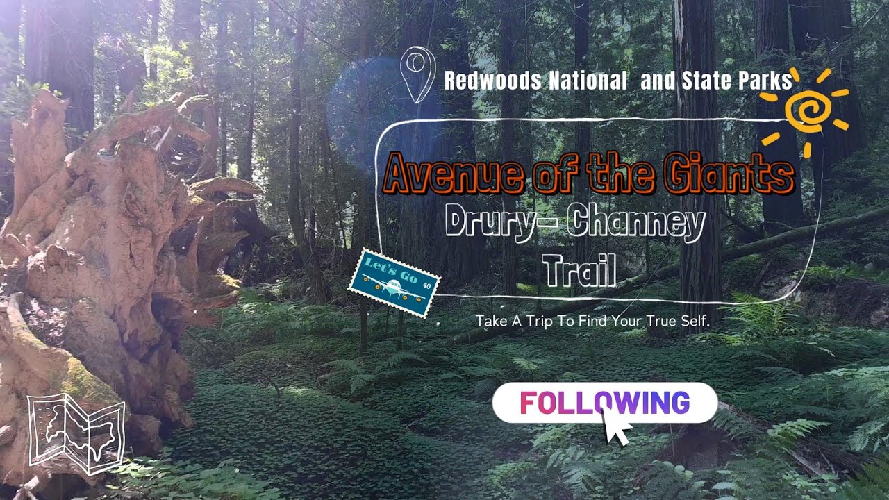 Northern California Adventure 3 Avenue of the Giants Drury Chaney Trail ...