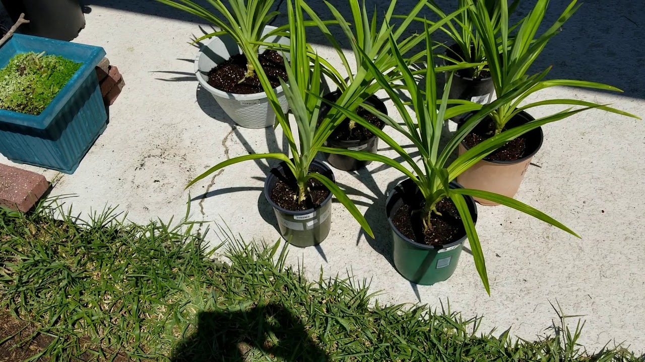 Pandan Plants for Sale New Pandan Sprouts - YouTube