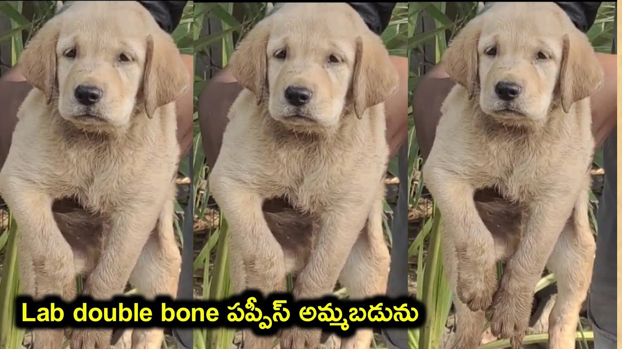 top quality Lab double bone Puppies for sale in telugu/ 81217 82301 /aj ...