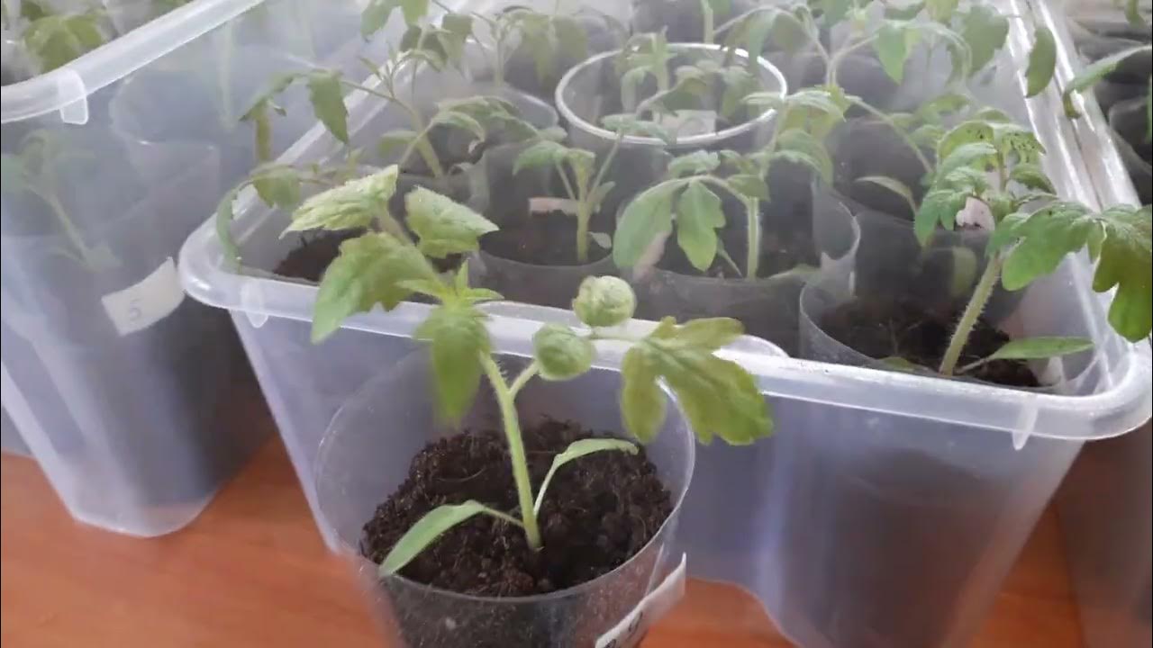 Подкормка по листу. - YouTube