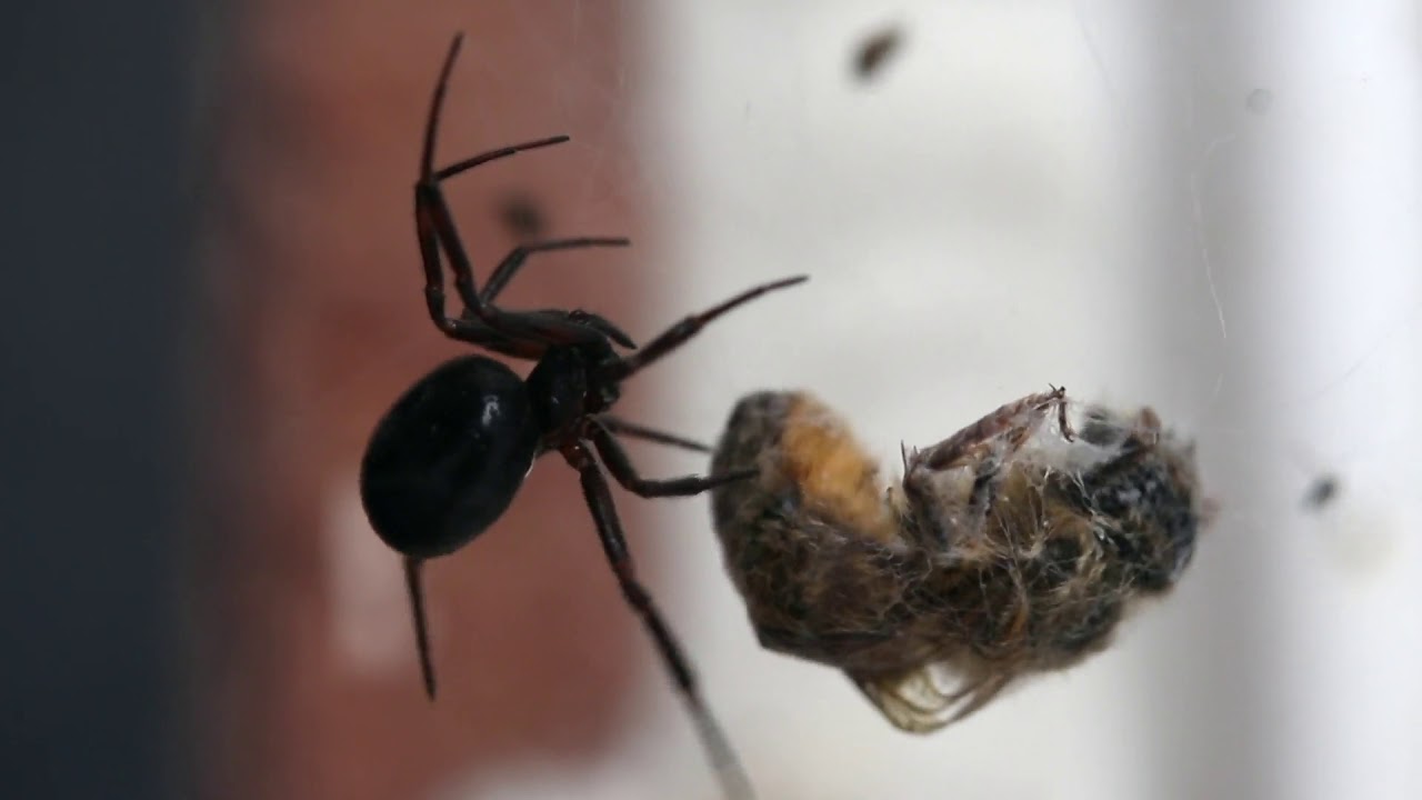 Spider eating bee - YouTube
