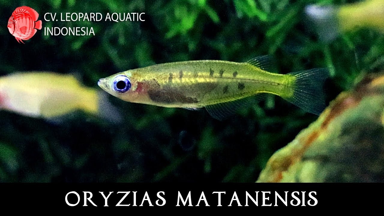 THE LIKABLE ORYZIAS MATANENSIS. (Leopard Aquatic K036A) - YouTube
