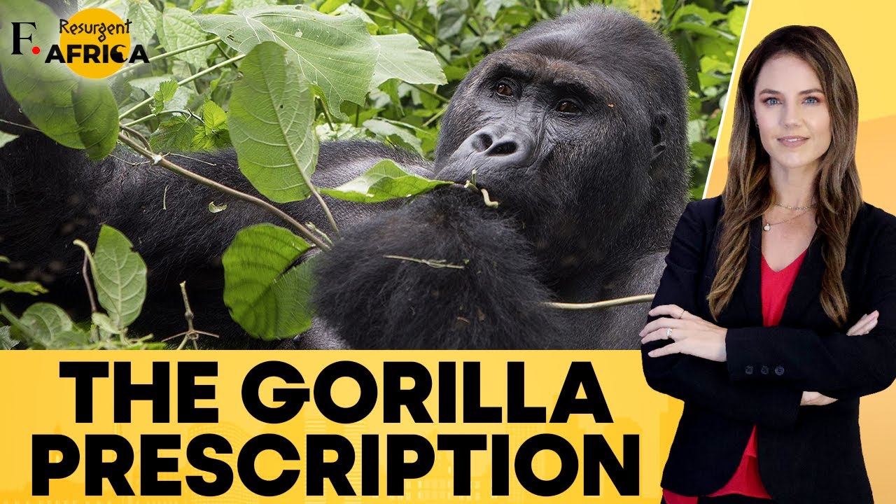 Gabon: Self-Medicating Gorillas Could Hold the Key to the Future of ...