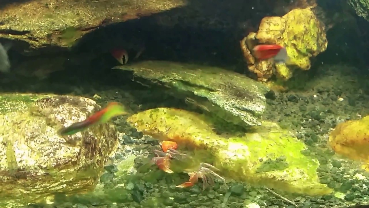A Look At My Red Clawed Crab Tank - YouTube