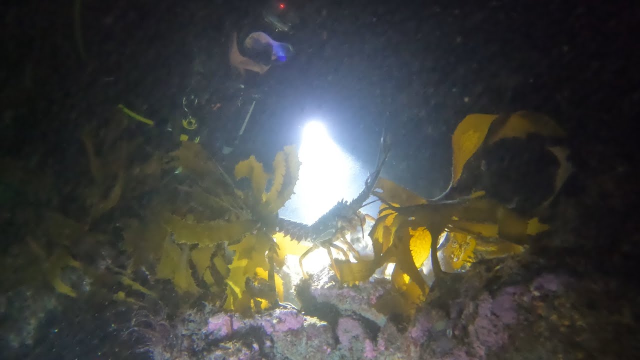 Scuba diving for Crayfish at night, Lee breakwater, New Plymouth. - YouTube