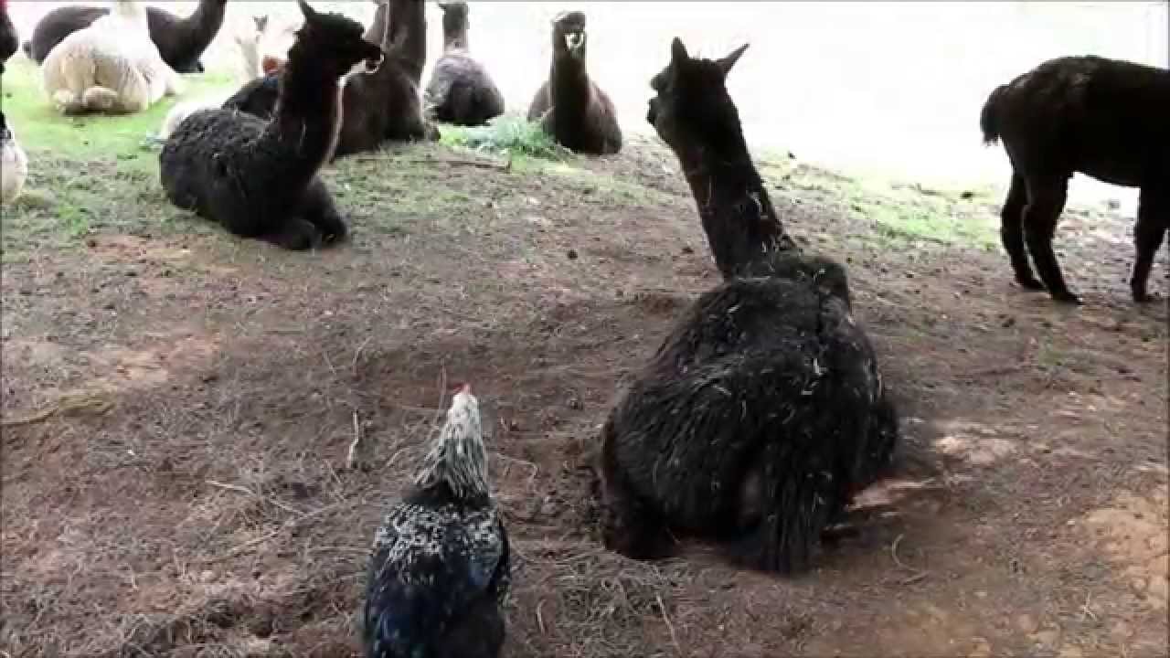Twisted - An Alpaca Drama - YouTube