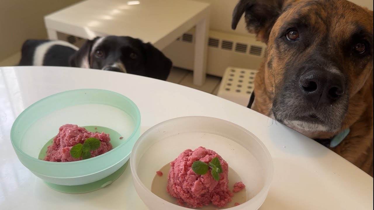 Homemade Sherbet for Dogs | Vlog - YouTube