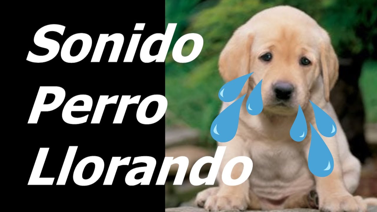 Perros Llorando y Lloriqueando Efecto de Sonido - Sonido Perro Llorando ...