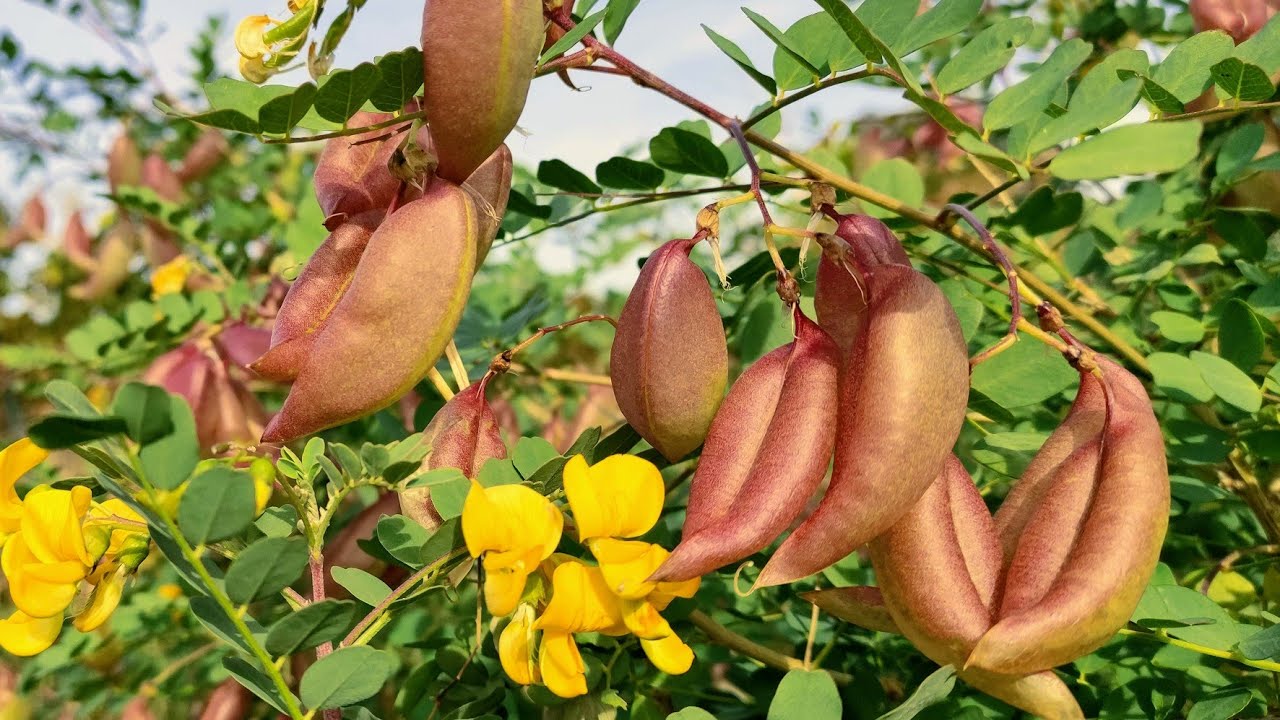 Have Fun popping Bladder Senna (Colutea arborescens) Fruits - YouTube