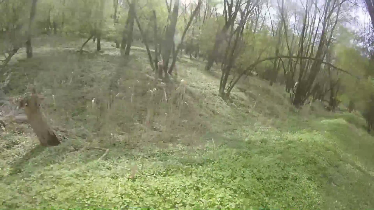 Possible Sasquatch scream - YouTube