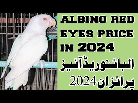 albino red eyes k price in 2024 | Naveed shaikh | NS Aviary | R.S. birds Aviary | - YouTube