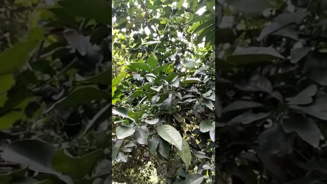 Narinja Fruit 🍊 - YouTube