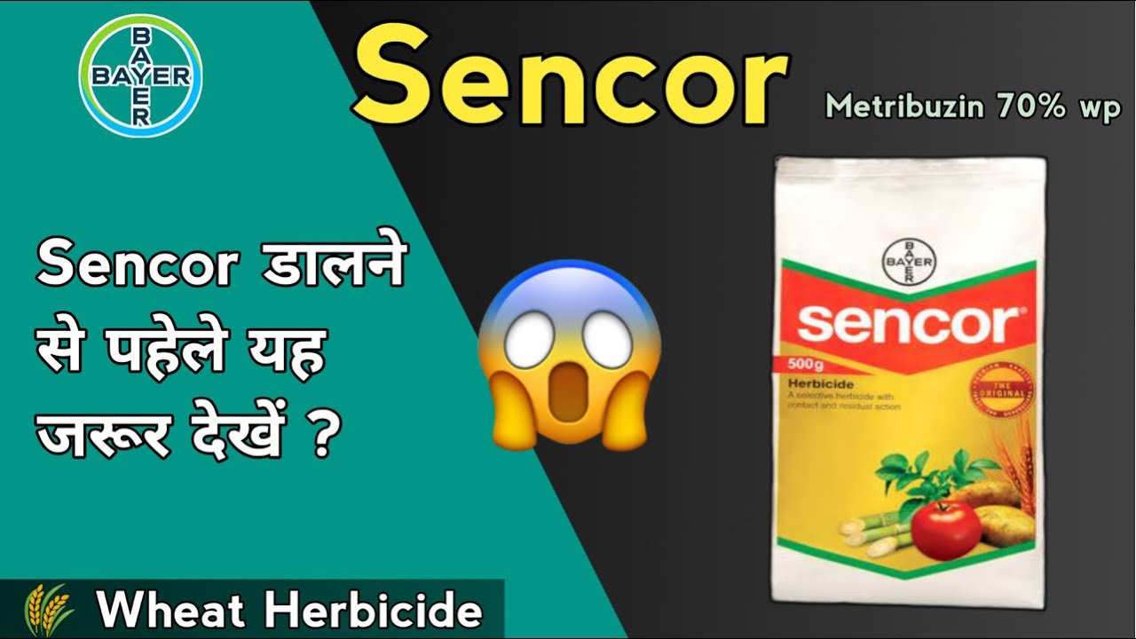 Bayer Sencor Herbicide | Metribuzin 70% wp | गेहूं में गुल्ली डंडा या ...